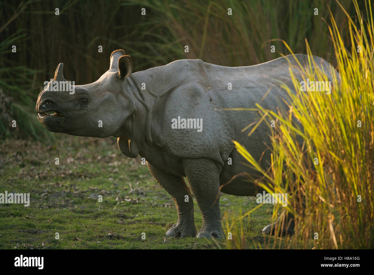 Indian Rhinoceros (Rhinoceros unicornis) female, Kaziranga National ...