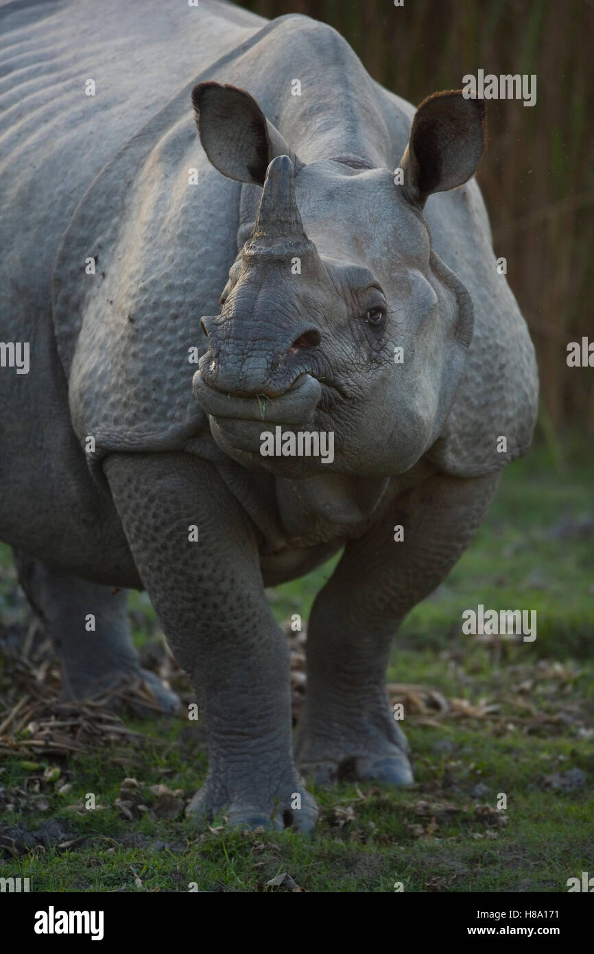 Indian Rhinoceros (Rhinoceros unicornis) female, Kaziranga National ...
