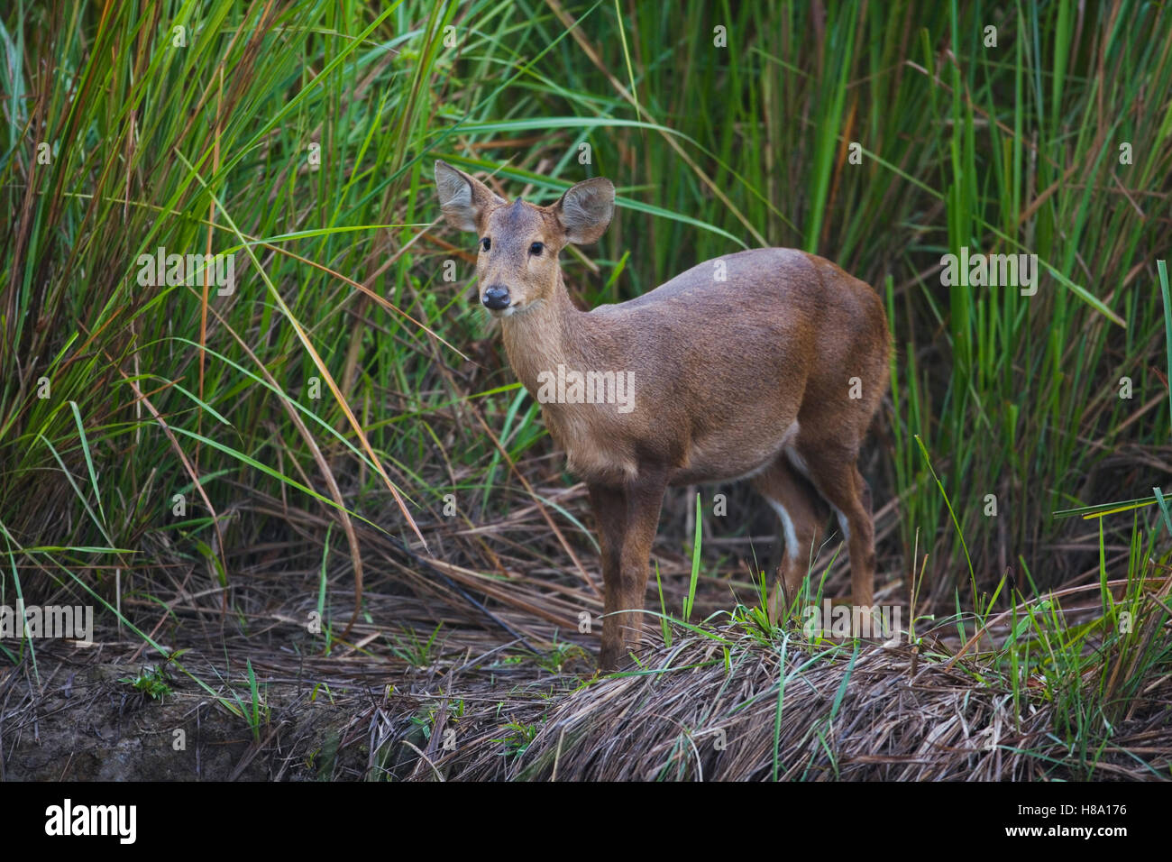 Hog Deer (Axis porcinus) near elephant grass, India Stock Photo - Alamy