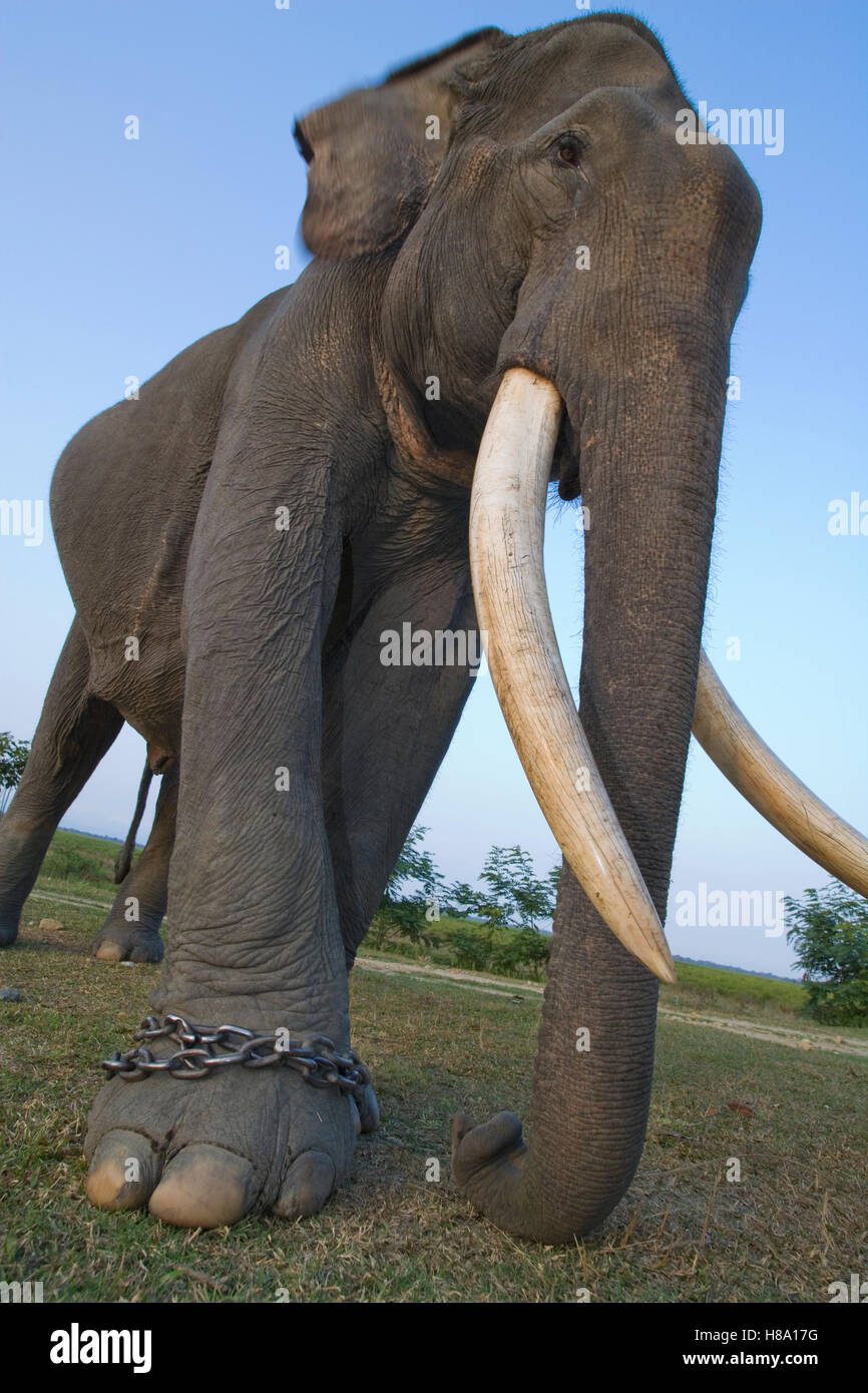 Asian Elephant (Elephas maximus) worker on chain, this animal is used ...