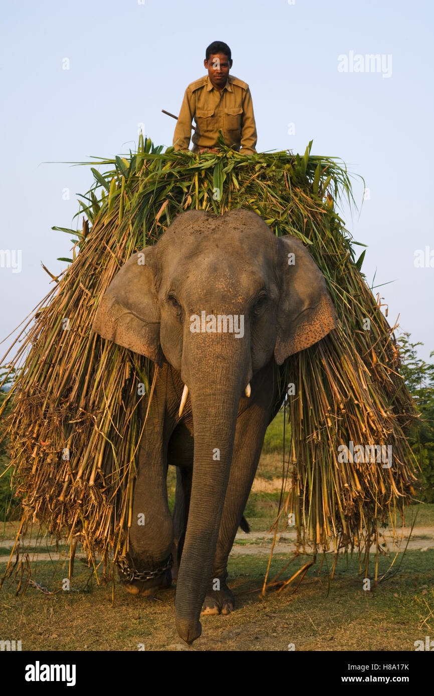 Asian Elephant (Elephas maximus) worker transporting grass, India Stock ...