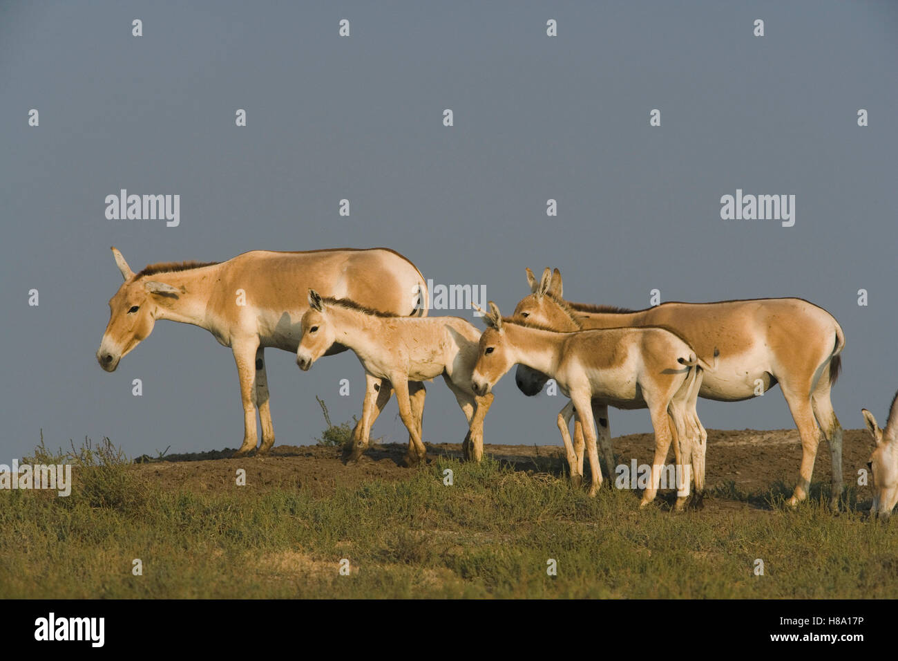 Indian Wild Ass (Equus hemionus khur) herd in dry season, Indian Wild ...