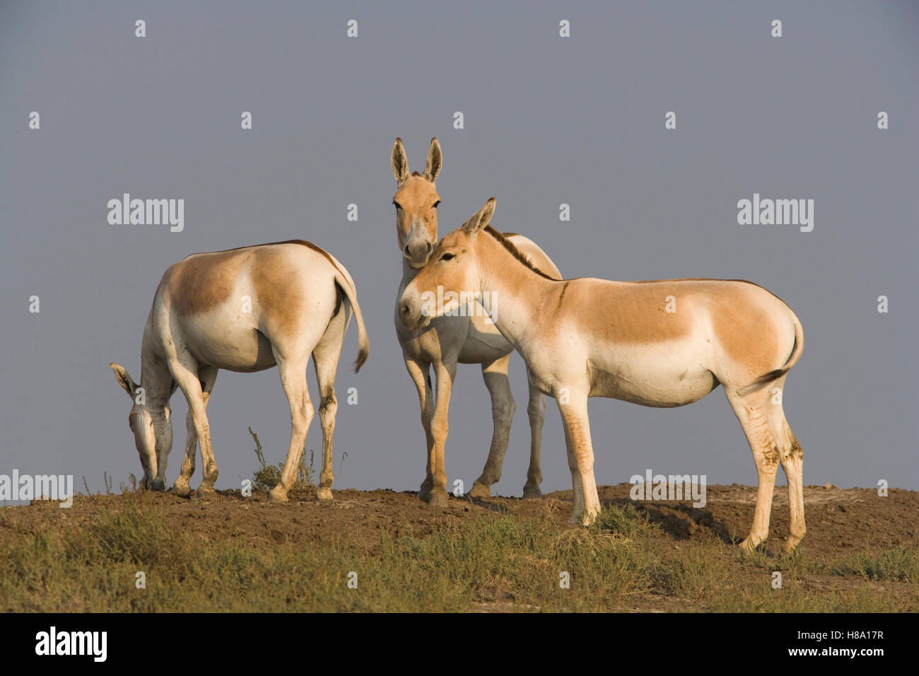 Indian Wild Ass (Equus hemionus khur) trio in dry season, Indian Wild ...