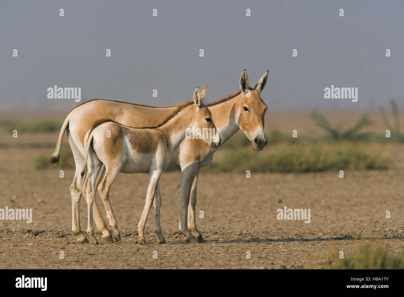 Indian Wild Ass (Equus hemionus khur) mother with foal in clay pan during the dry season, Indian ...