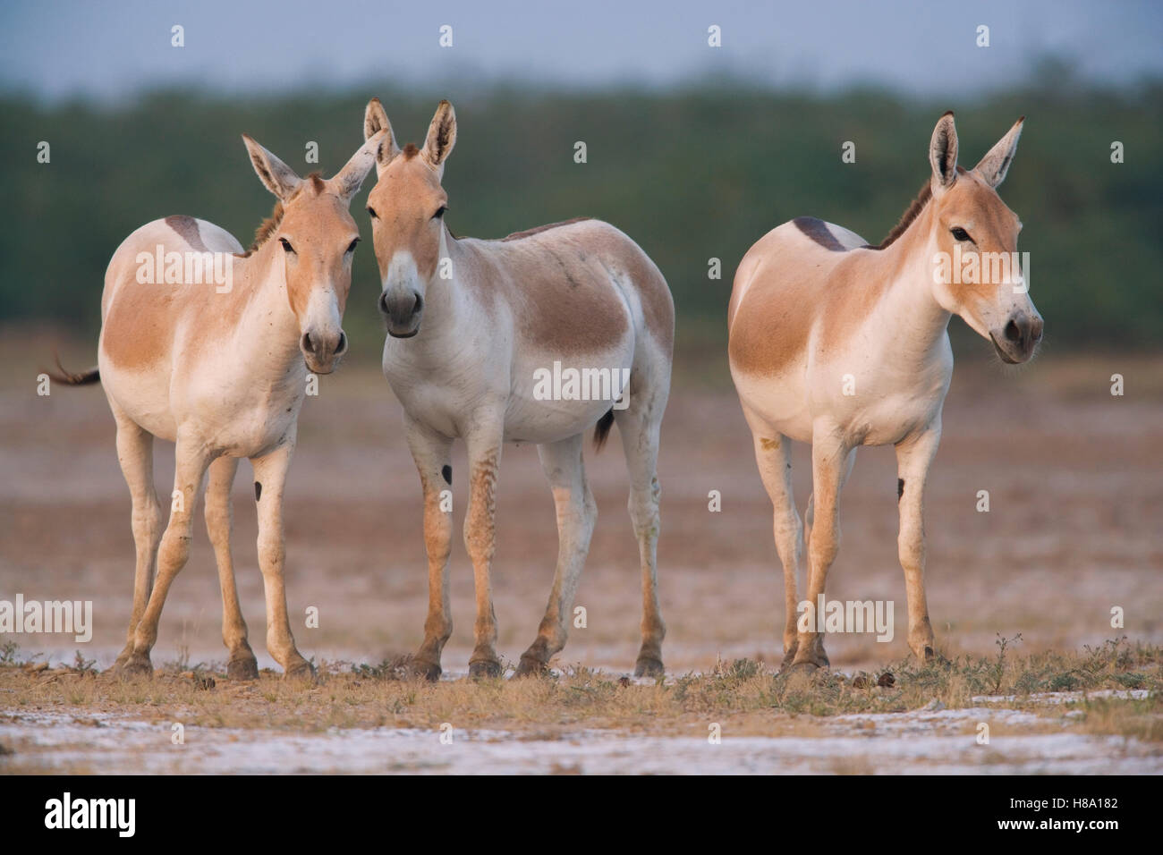 Indian Wild Ass (Equus hemionus khur) trio in dry season, Indian Wild ...
