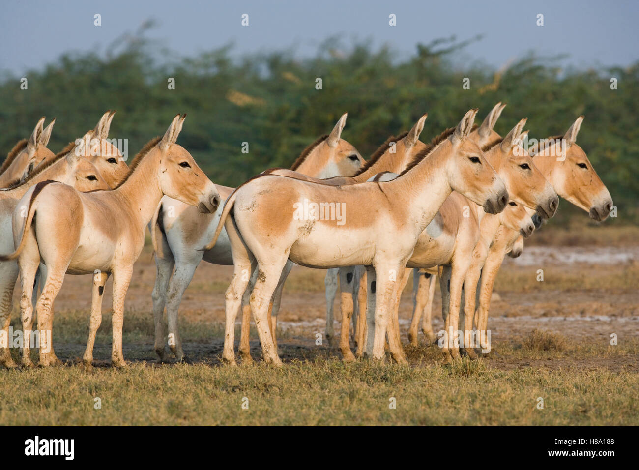 Indian Wild Ass (Equus hemionus khur) herd in clay pan during the dry season, Indian Wild Ass ...