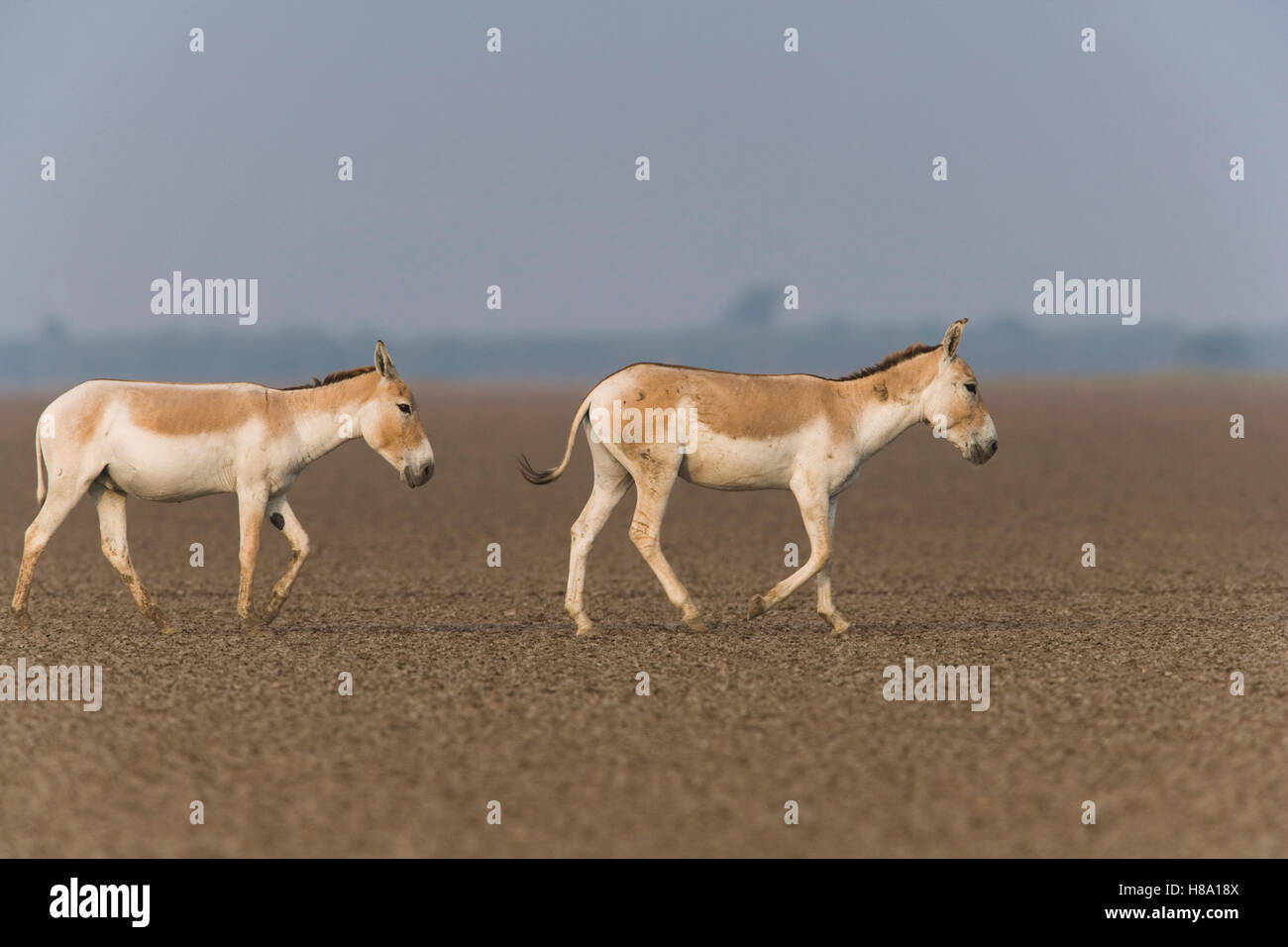 Indian Wild Ass (Equus hemionus khur) pair crossing vast dry clay pan ...