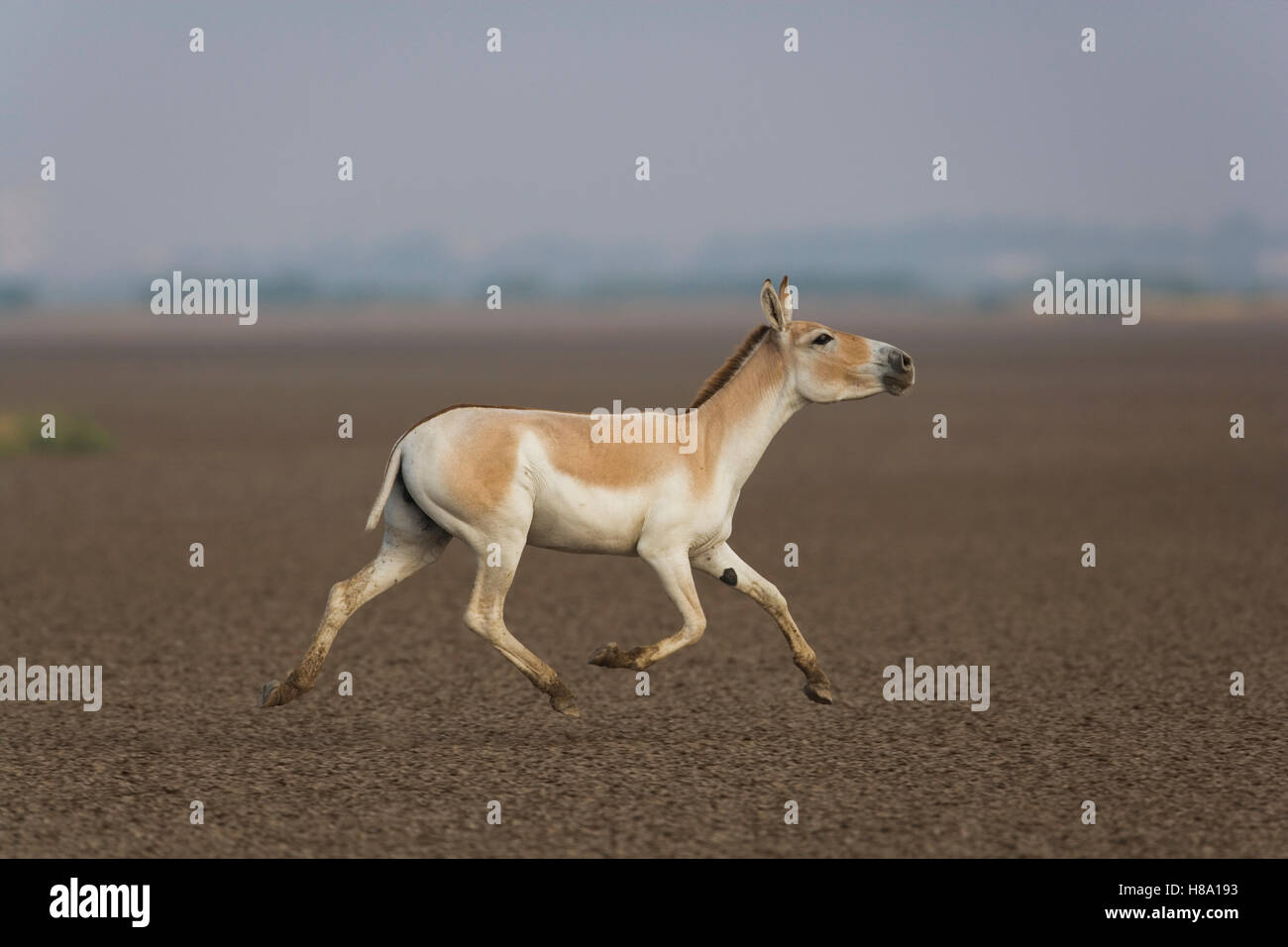 Indian Wild Ass (Equus hemionus khur) running across dry clay pan ...