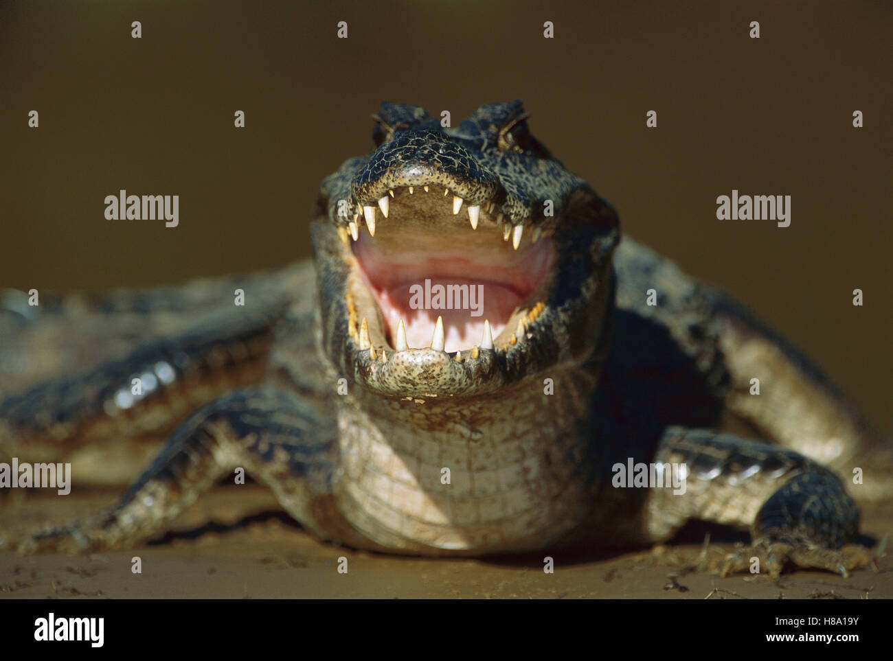 Jacare Caiman (Caiman yacare) panting to keep cool, Pantanal, Brazil ...