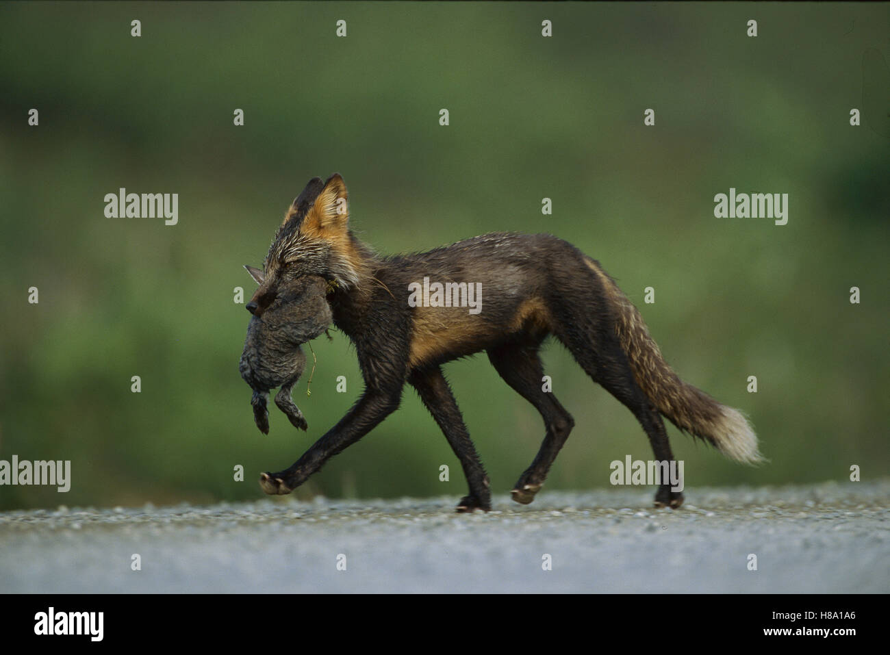 Red Fox (Vulpes vulpes) in cross-phase coloration carrying rabbit prey ...