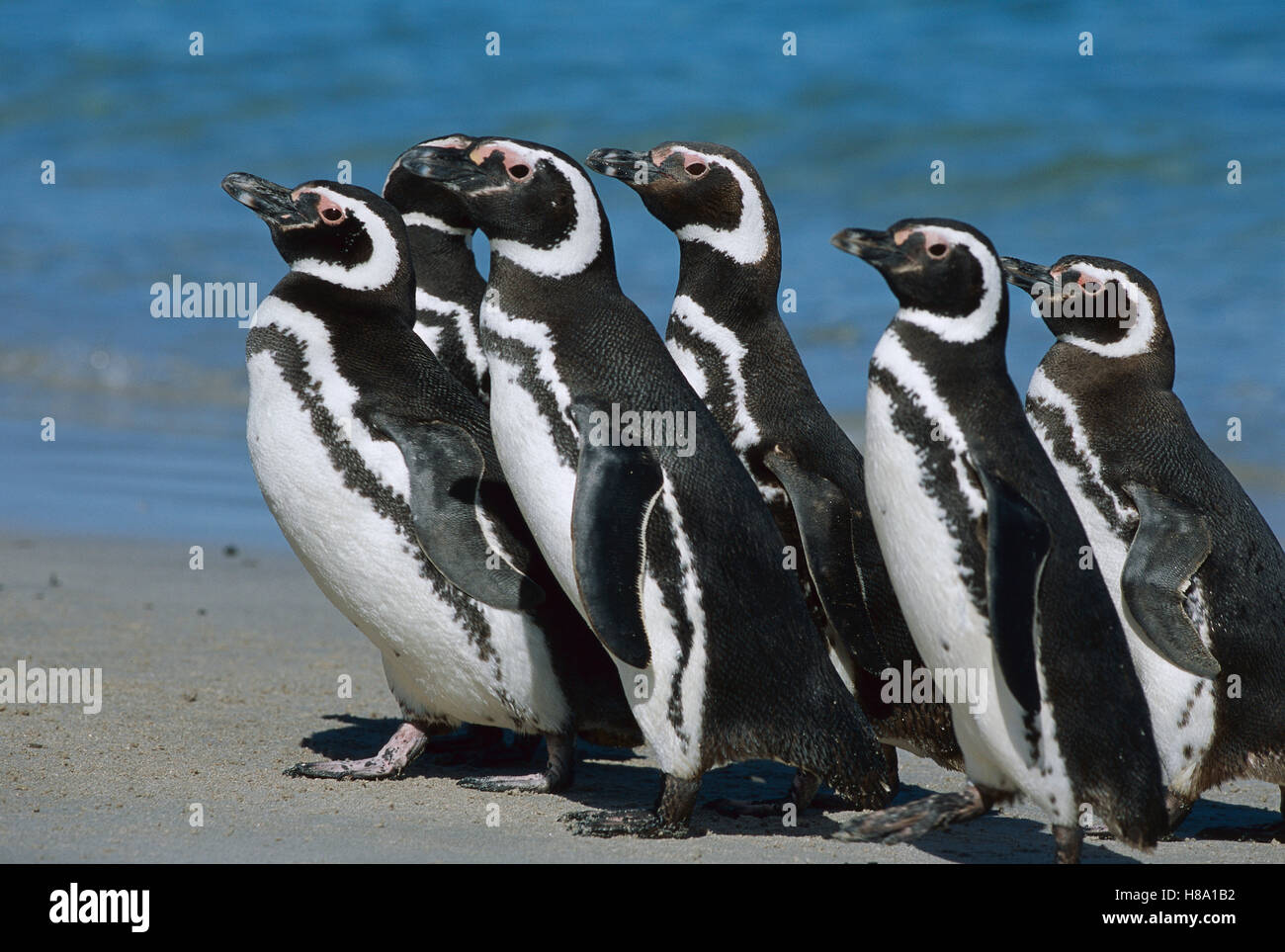 Magellanic Penguin (Spheniscus magellanicus) group walking on beach ...