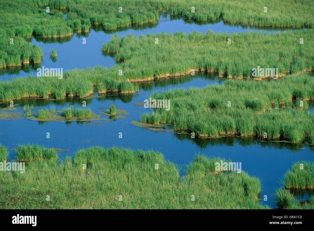 Swamp aerial, Kenai Peninsula, Alaska Stock Photo - Alamy