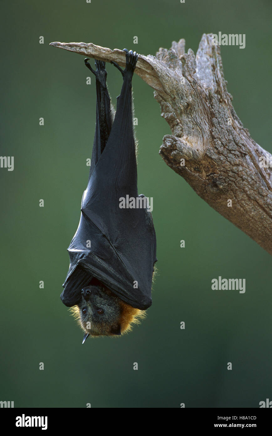 Gray-headed Flying Fox (Pteropus poliocephalus) roosting, Ipswich ...