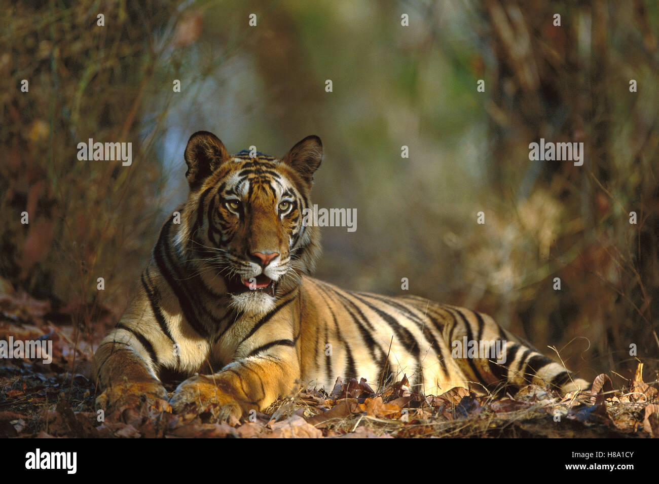 Bengal Tiger (Panthera tigris tigris) 20 month old male cub resting ...