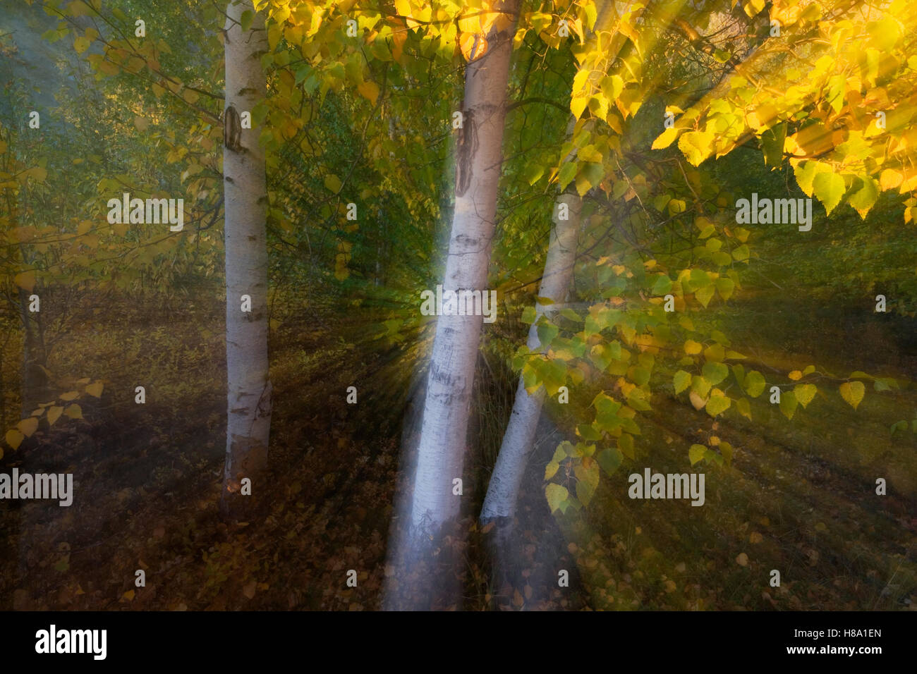 Quaking Aspen (Populus tremuloides) trees in autumn, Canada Stock Photo ...