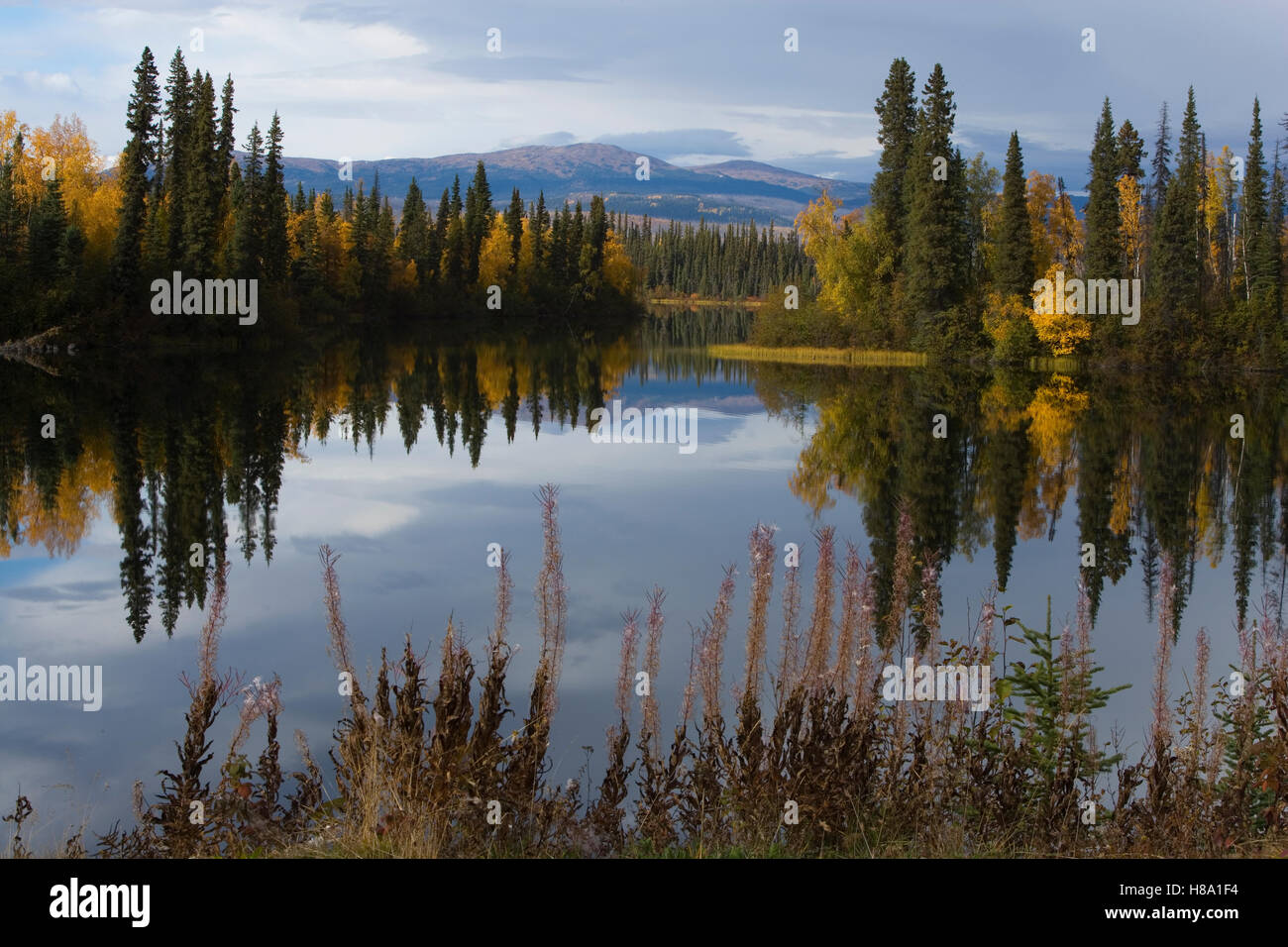 Dragon Lake and boreal forest in autumn, Yukon Territory, Canada Stock ...