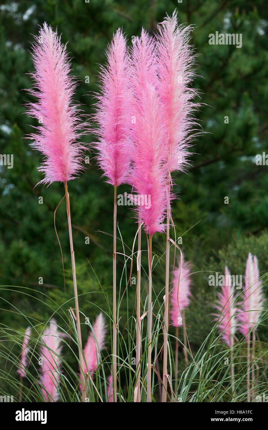 Toetoe (Cortaderia sp) grass, New Zealand Stock Photo - Alamy