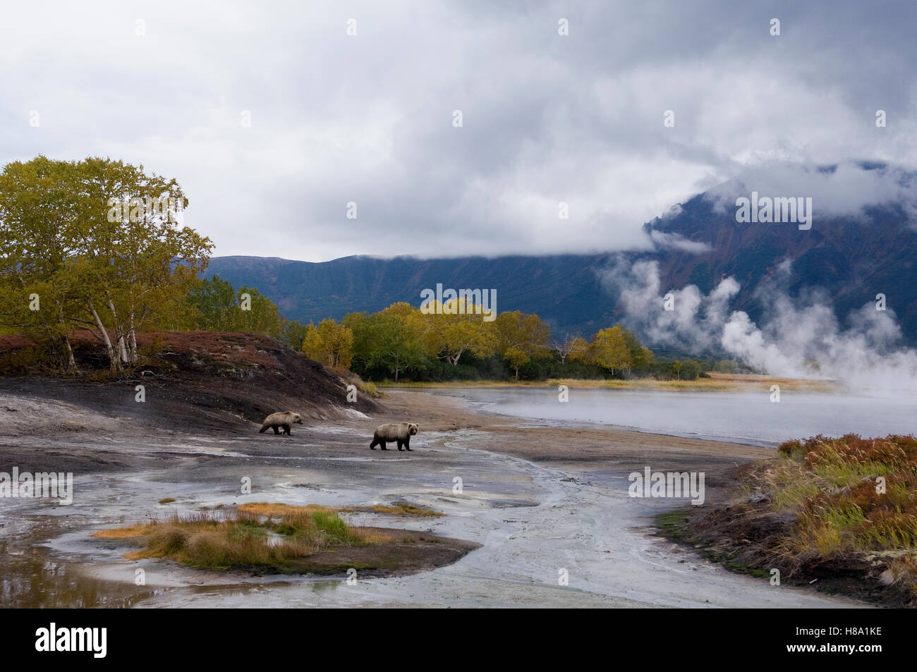 Brown Bear (Ursus arctos) pair in taiga habitat, Kamchatka, Russia ...
