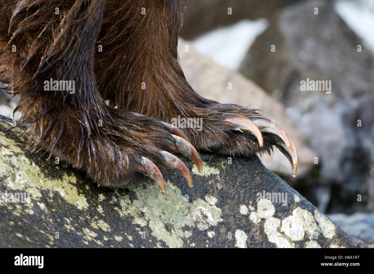 Brown Bear (Ursus arctos) feet, showing large claws, Kamchatka, Russia ...