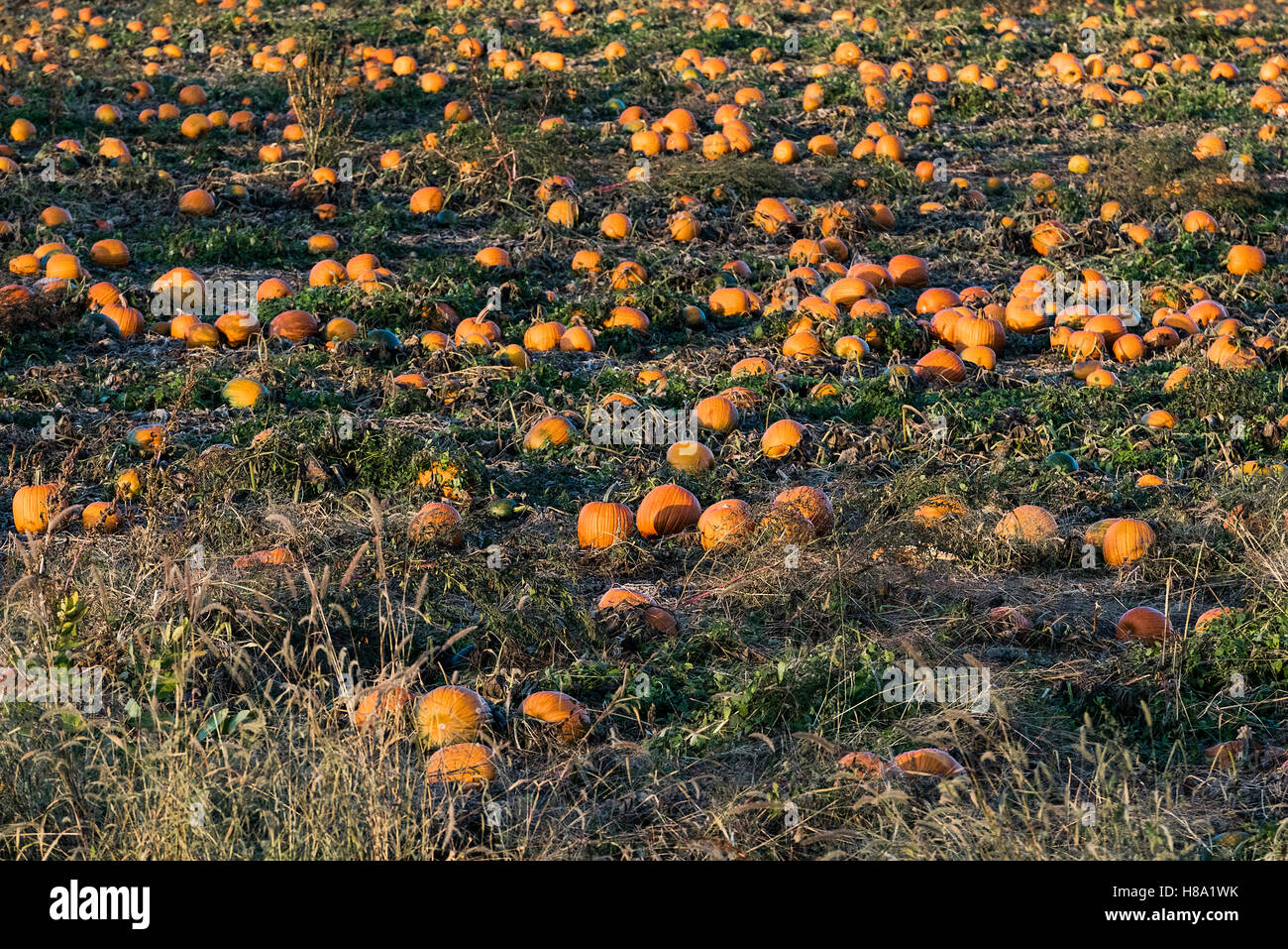 Field of pumpkins ready to harvest, Newbury, Vermont, USA Stock Photo ...