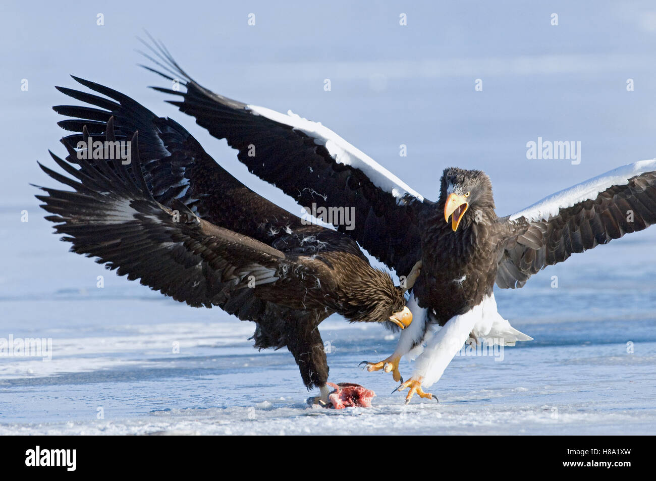 Steller's Sea Eagle (Haliaeetus pelagicus) adult fighting over food ...