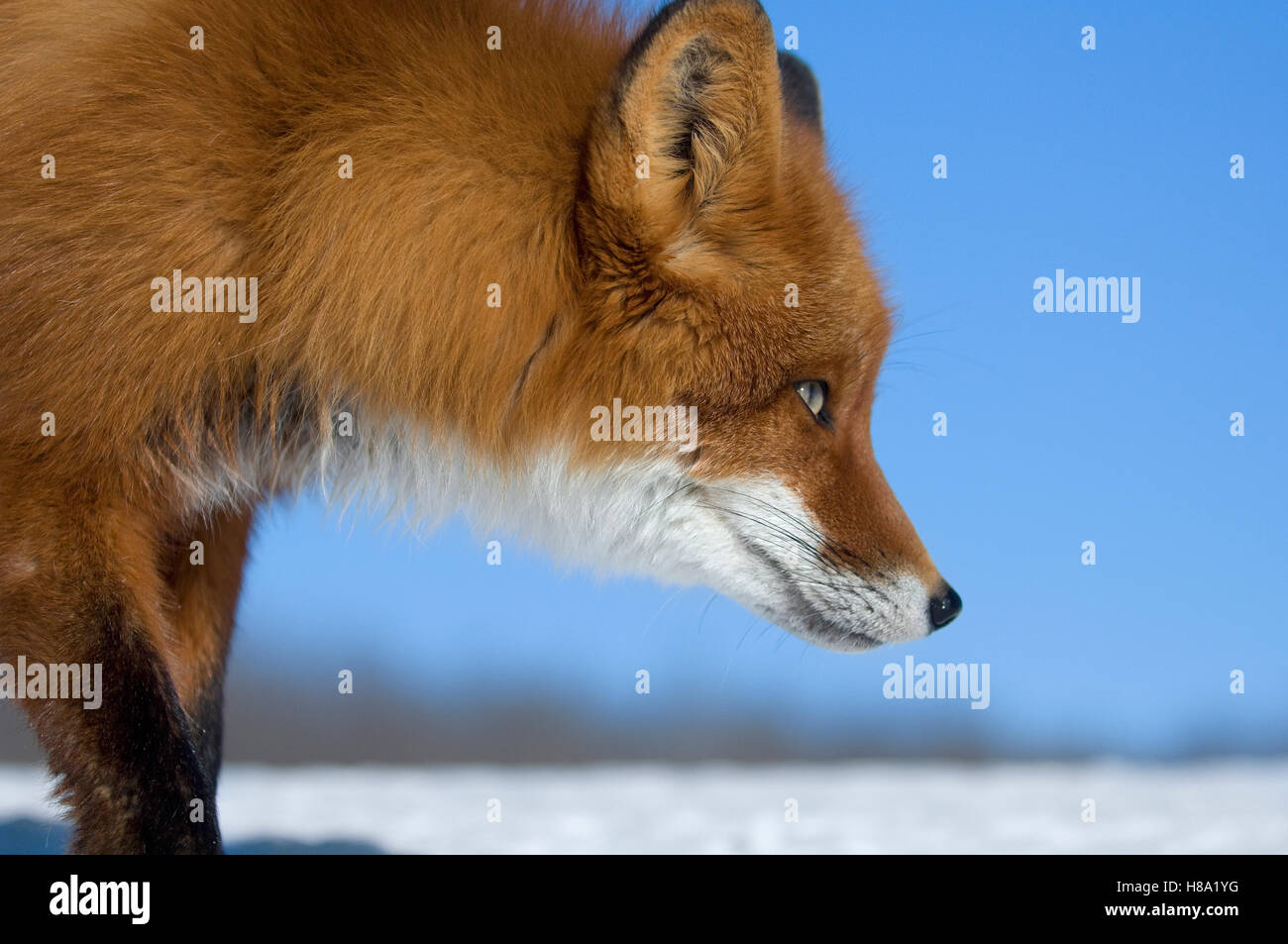 Red Fox (Vulpes vulpes) profile, Kamchatka, Russia Stock Photo - Alamy