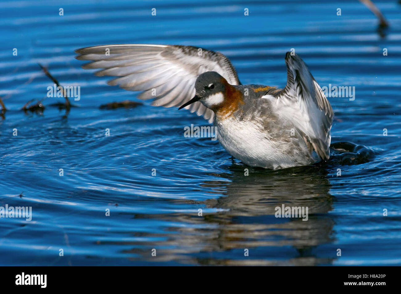 Red-necked Phalarope (Phalaropus lobatus) female spreading its wings ...