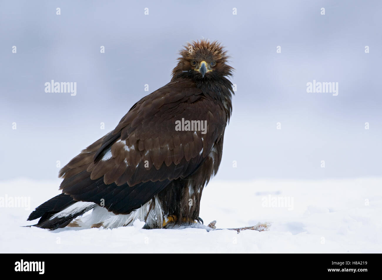 Golden Eagle (Aquila chrysaetos) scavenging on fish, Kamchatka, Russia ...