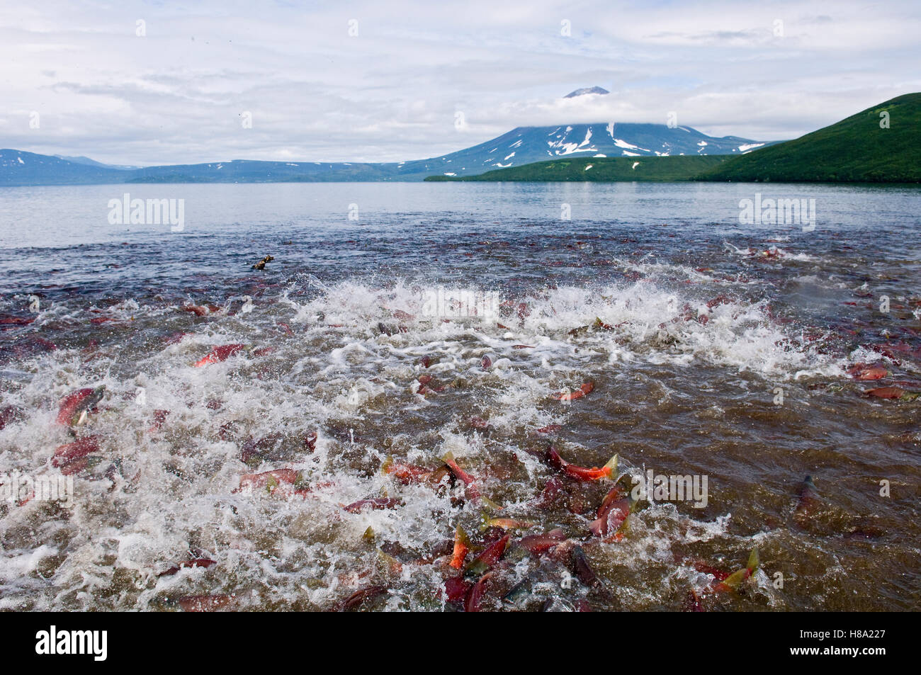 Sockeye Salmon (Oncorhynchus nerka) spawning, Kamchatka, Russia Stock ...