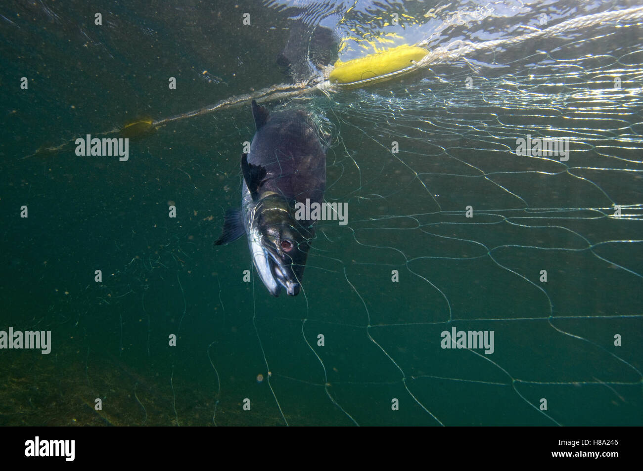 Sockeye Salmon (Oncorhynchus nerka) caught in fishing net, Kamchatka ...