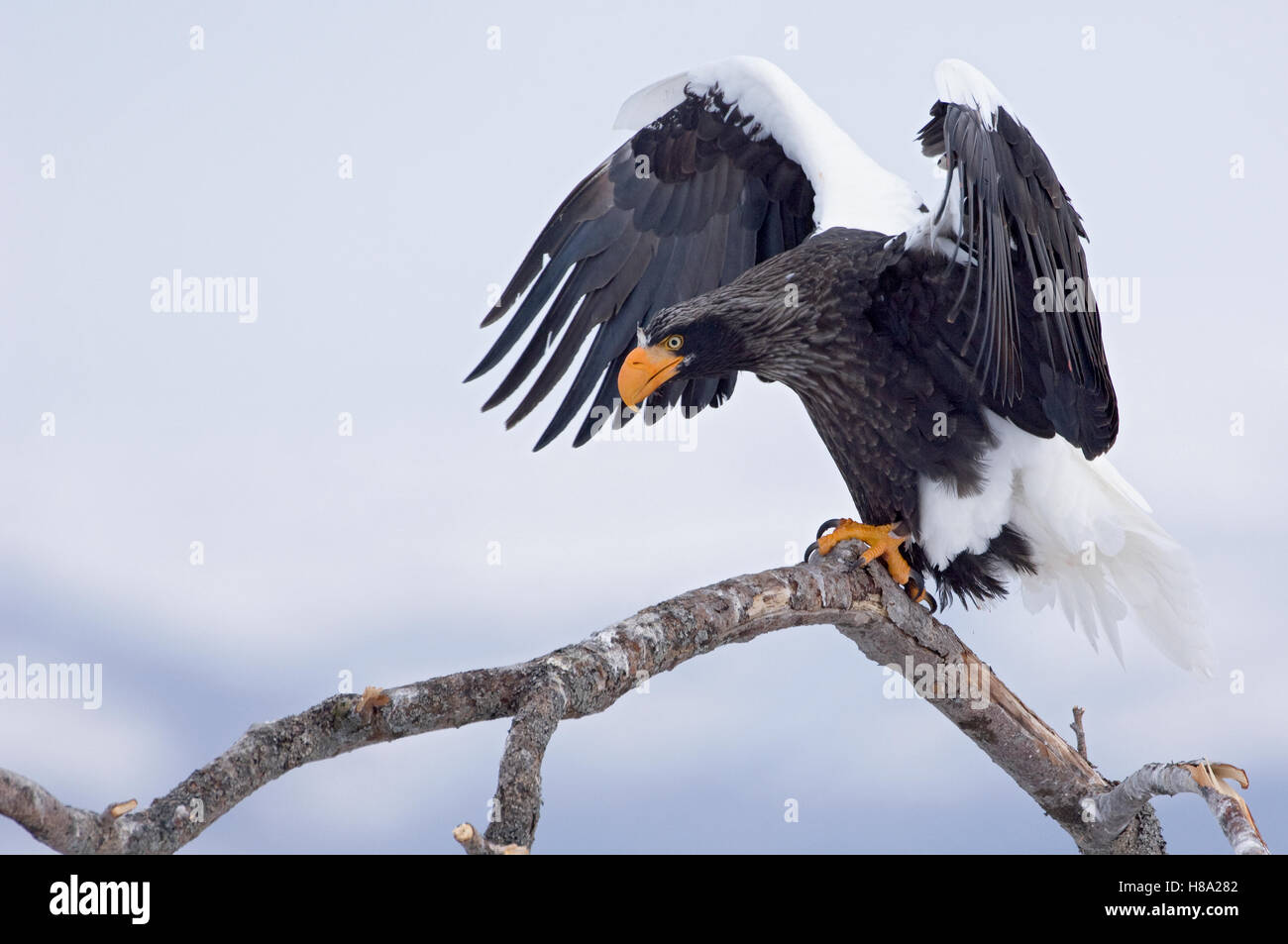 Steller's Sea Eagle (Haliaeetus pelagicus) spreading wings on branch ...