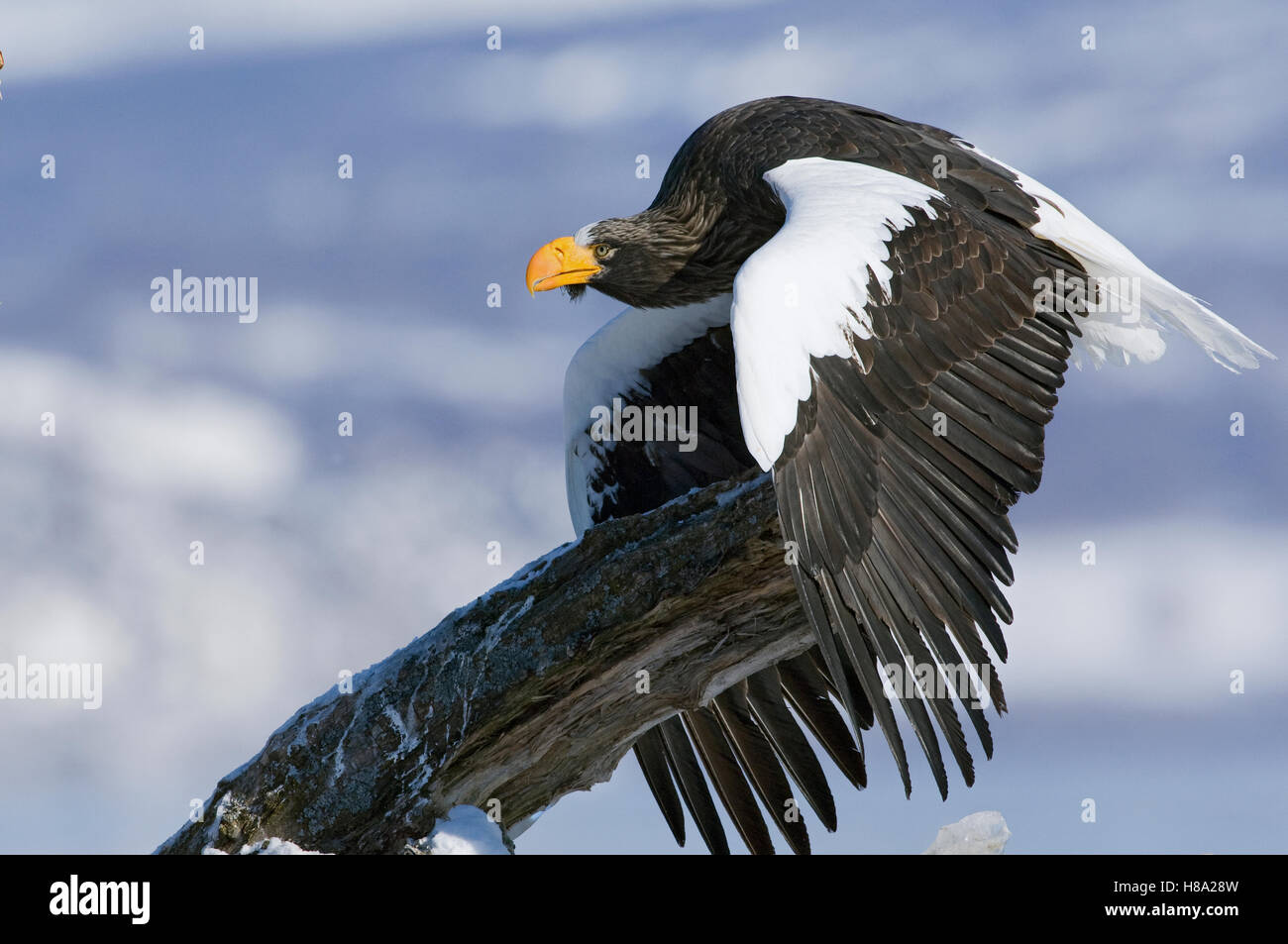 Steller's Sea Eagle (Haliaeetus pelagicus) posturing to make itself ...