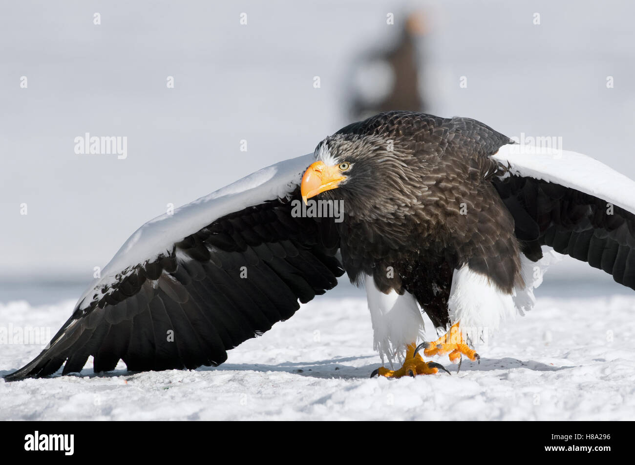 Steller's Sea Eagle (Haliaeetus pelagicus) walking over snow in ...