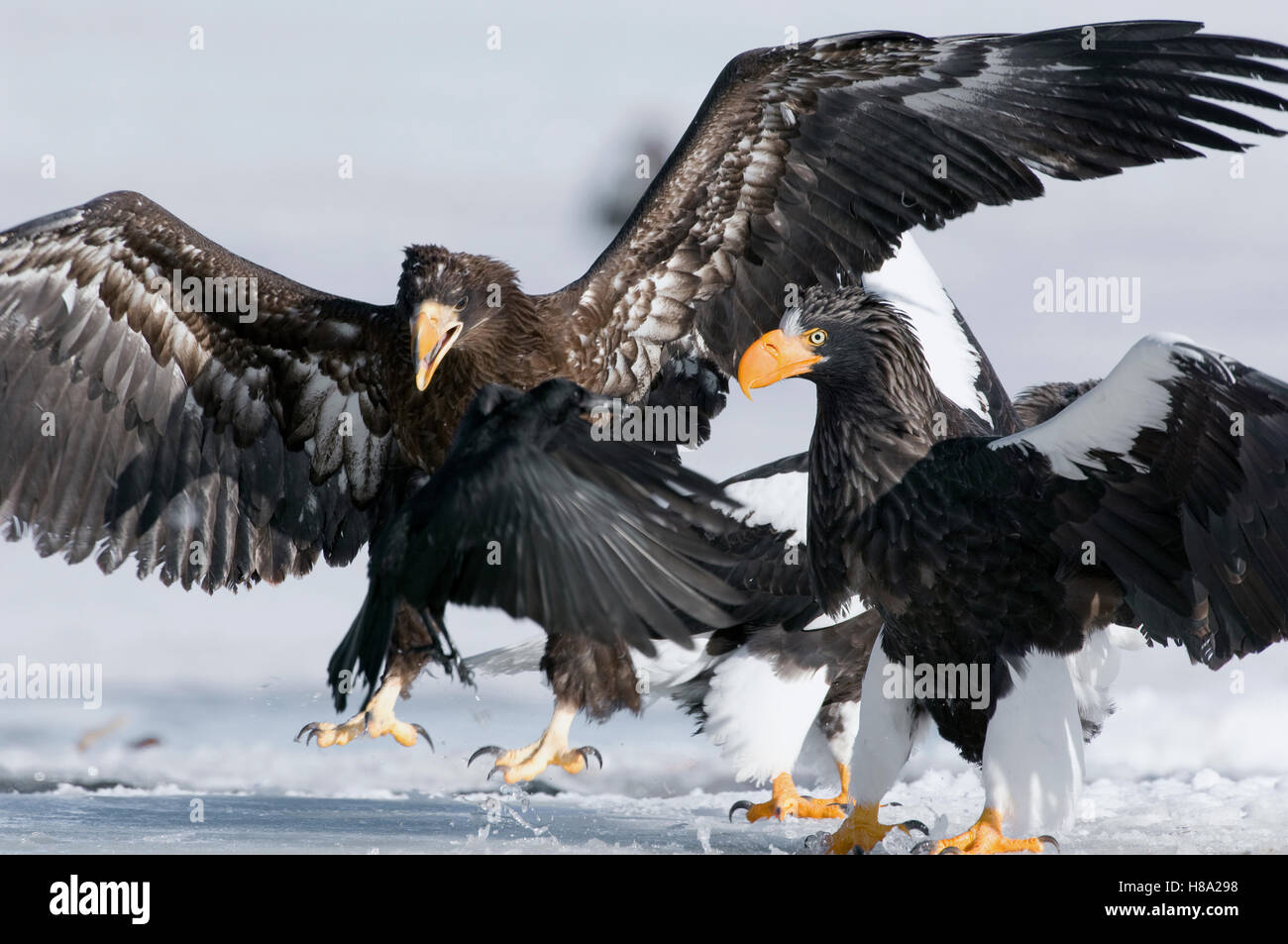Steller's Sea Eagle (Haliaeetus pelagicus) juvenile trying to chase ...
