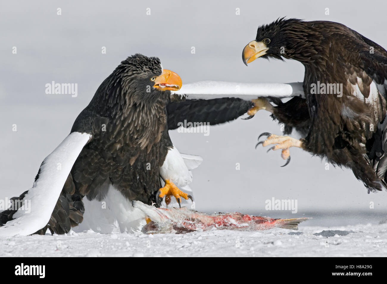 Eagle attacking fish hi-res stock photography and images - Alamy