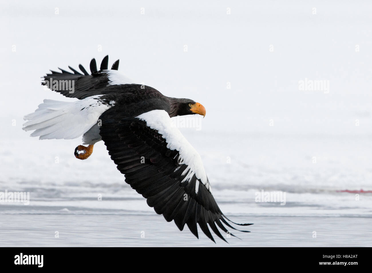 Steller's Sea Eagle (Haliaeetus pelagicus) flying, Kamchatka, Russia ...