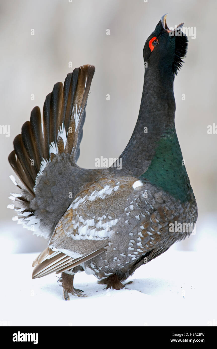 Black-billed Capercaillie (Tetrao parvirostris) male displaying and ...