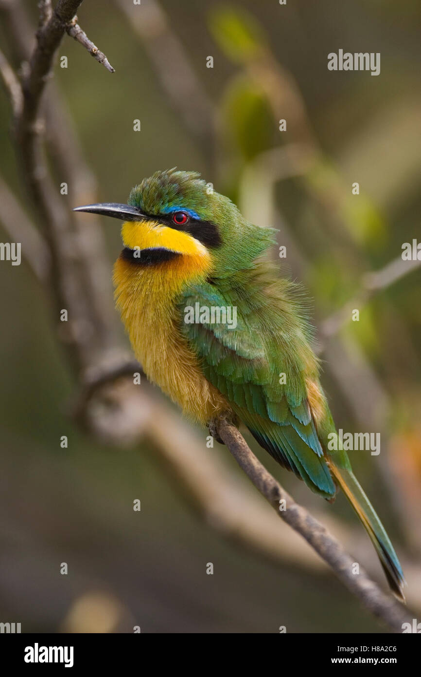 Little Bee-eater (Merops pusillus), Masai Mara, Kenya Stock Photo - Alamy