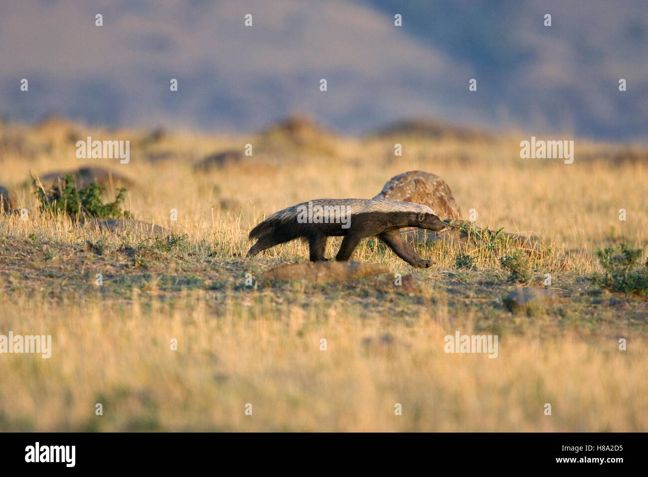 Honey Badger (Mellivora capensis) walking through grassland, Masai Mara ...