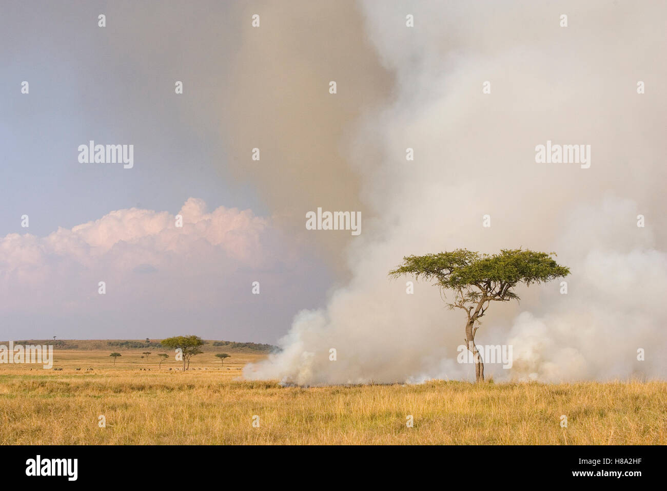 Grass fire, Masai Mara, Kenya Stock Photo - Alamy