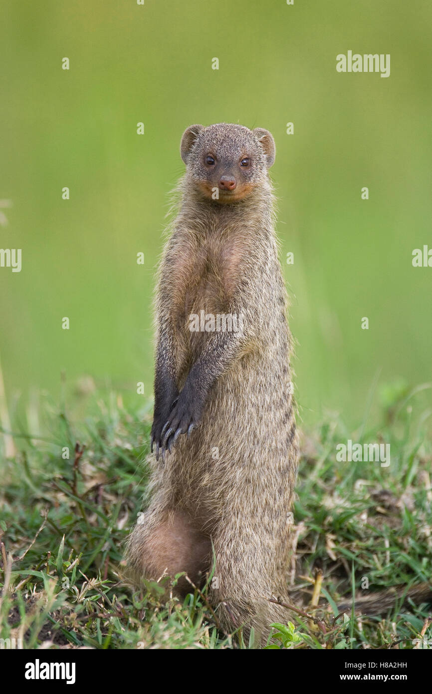 Banded Mongoose (Mungos mungo) standing on its hind feet, Masai Mara ...