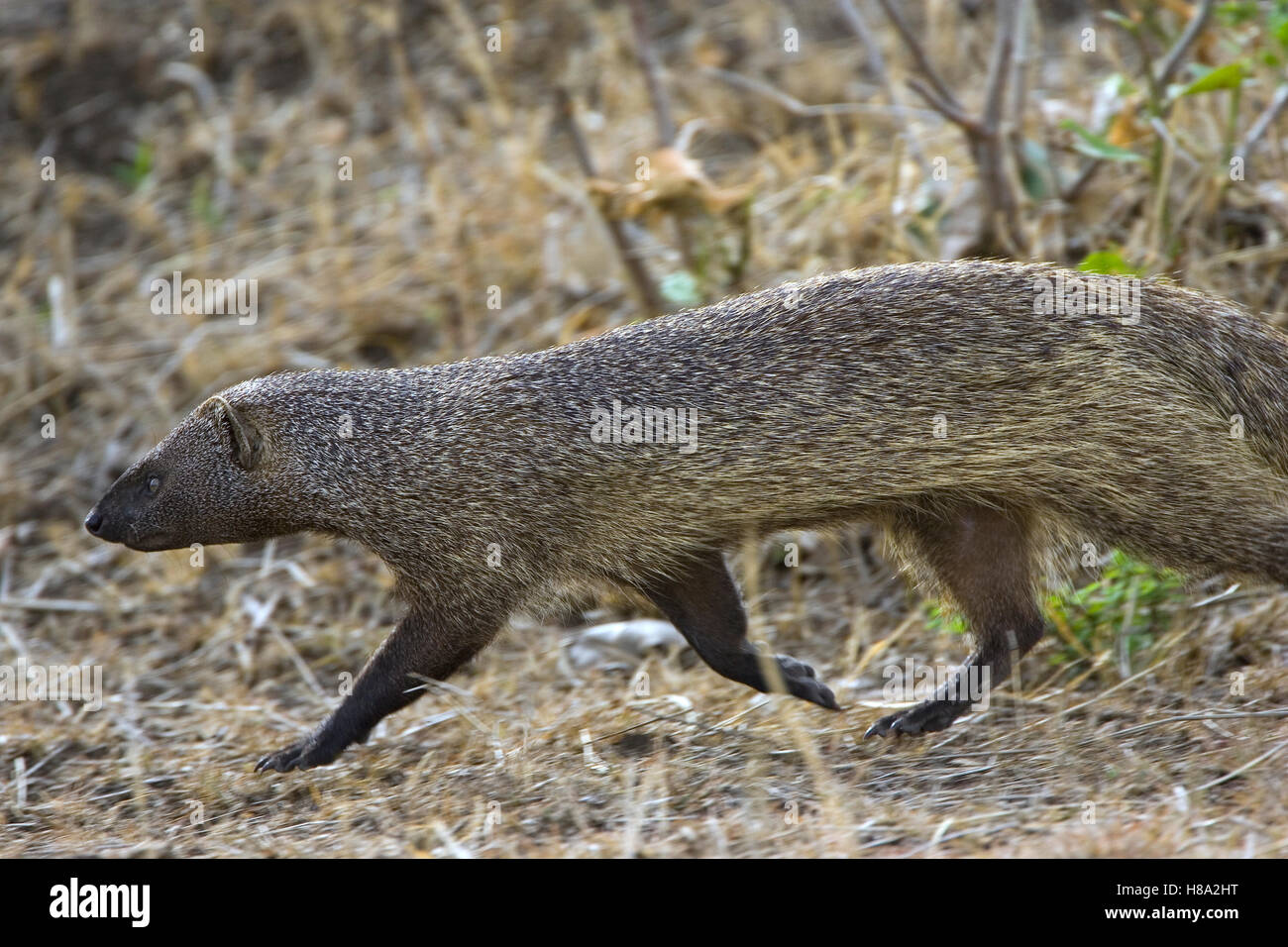 Egyptian Mongoose (Herpestes ichneumon) running, Masai Mara, Kenya ...