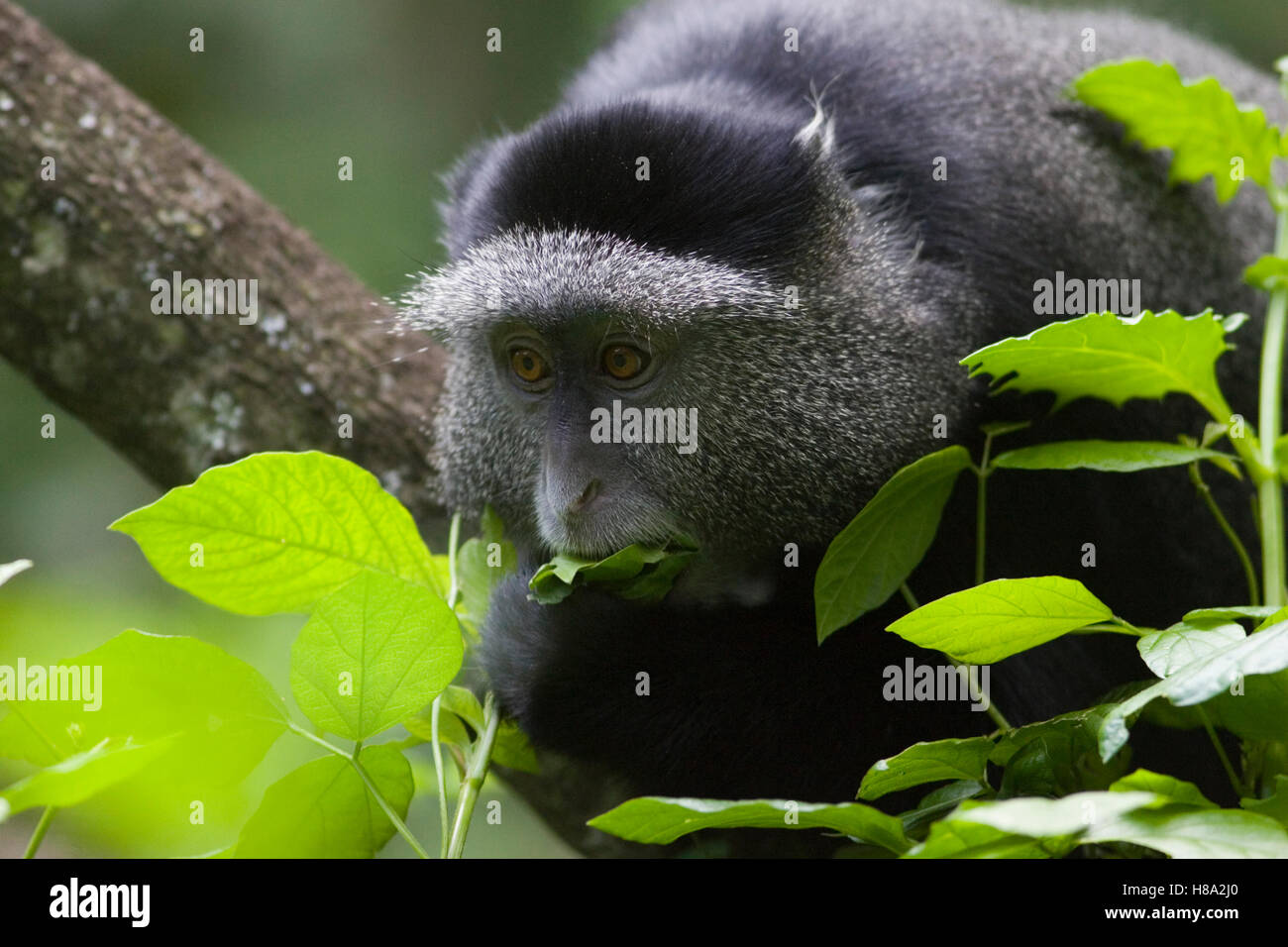 Blue Monkey (Cercopithecus mitis) eating leaves, Kichwa Tembo Forest ...