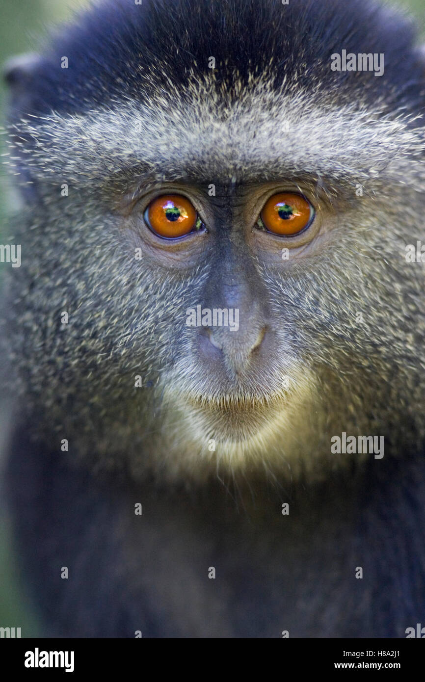 Blue Monkey (Cercopithecus mitis) portrait, Kichwa Tembo Forest, Masai ...
