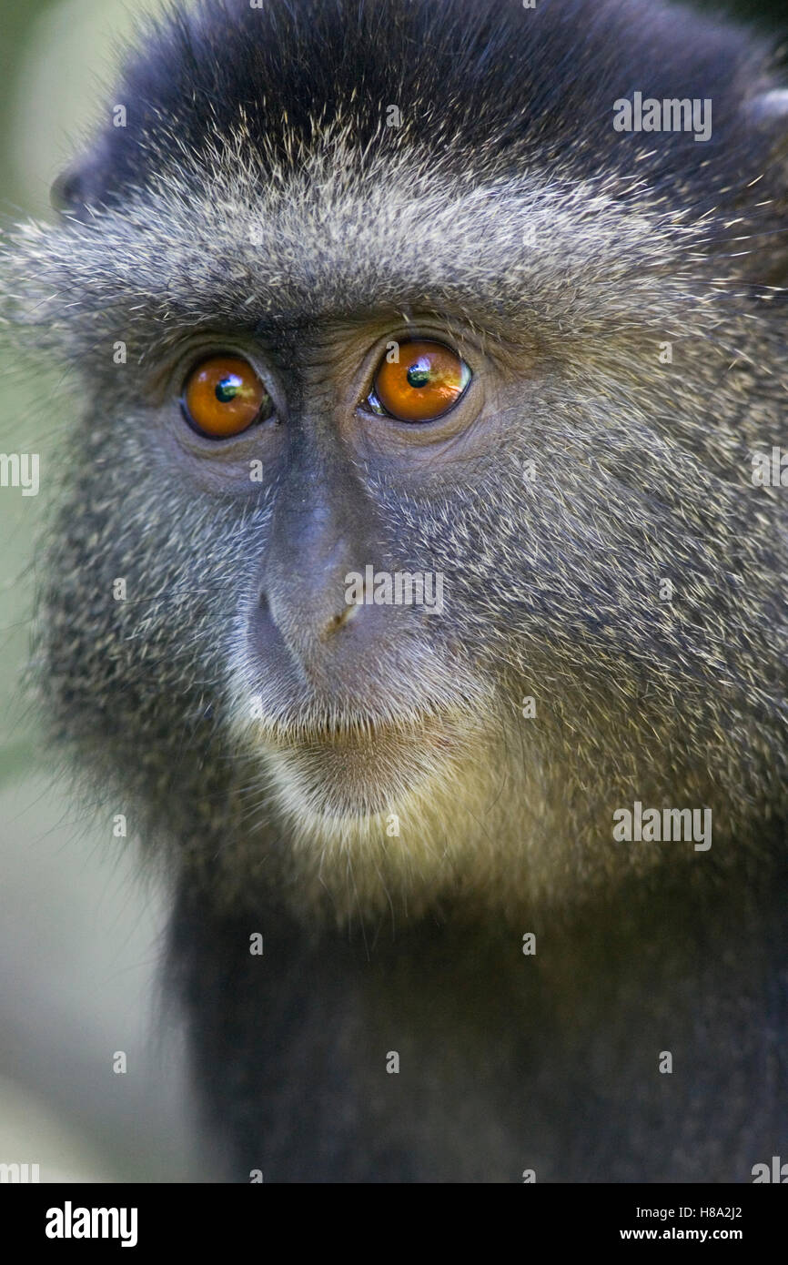 Blue Monkey (Cercopithecus mitis) portrait, Kichwa Tembo Forest, Masai ...