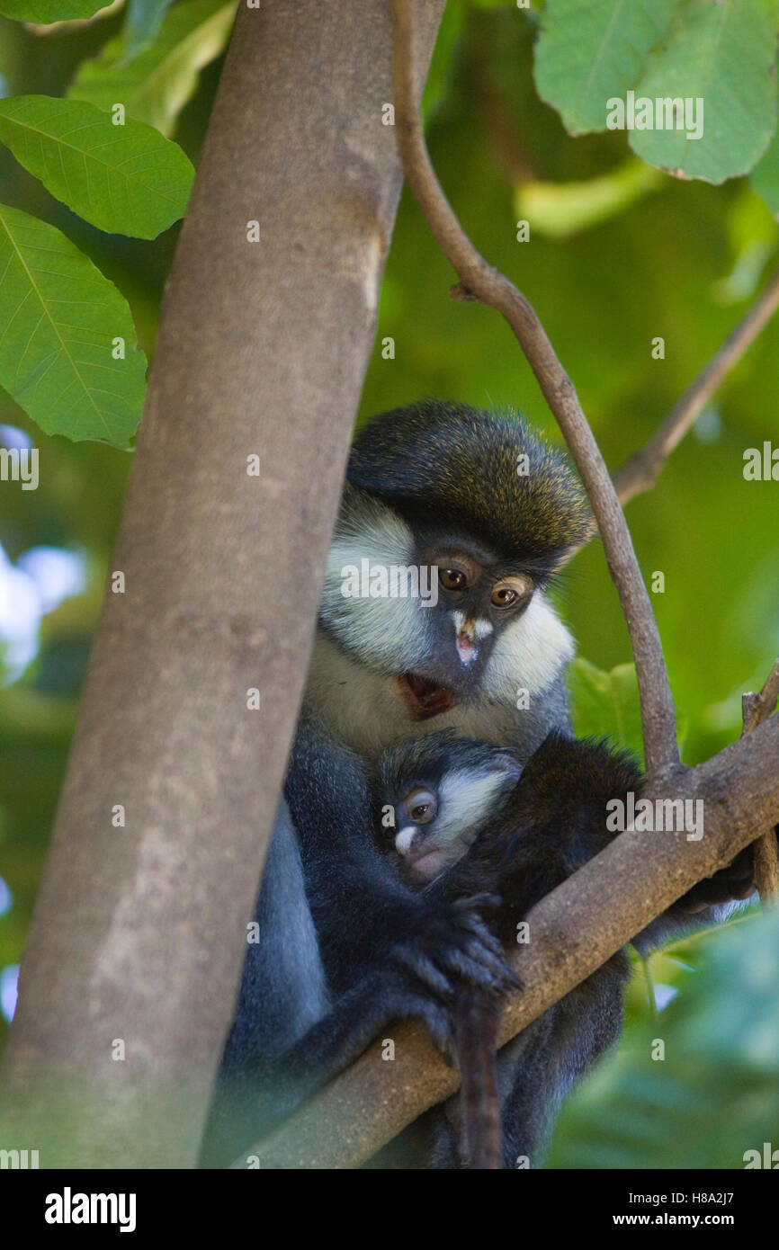 Red-tail Monkey (Cercopithecus ascanius) mother and baby in tree ...
