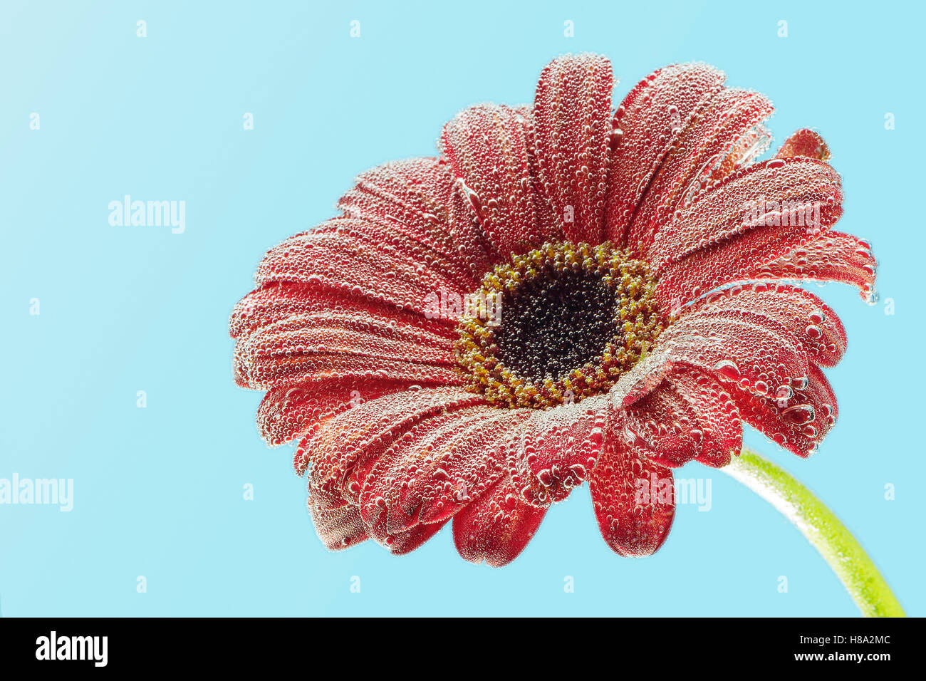 Gerber flower under water Stock Photo - Alamy