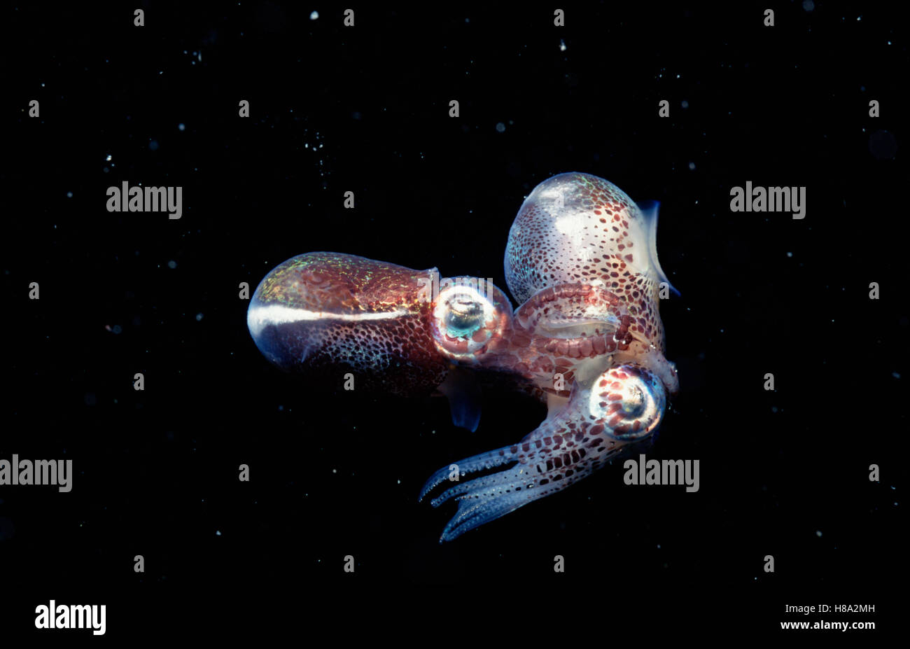 Bobtail Squid (Euprymna tasmanica) pair mating at night, Great Barrier Reef, Australia Stock ...