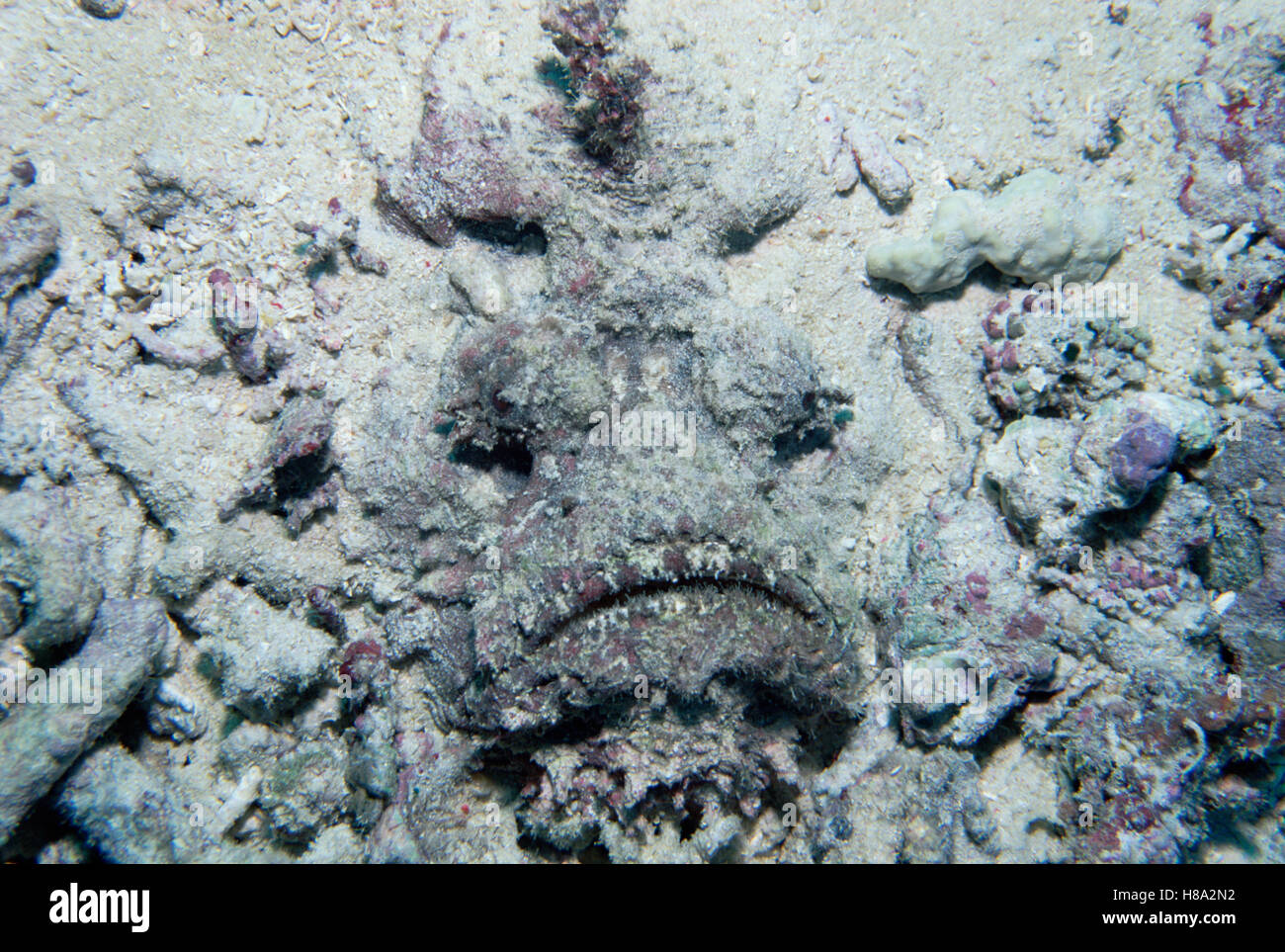 Reef Stonefish (Synanceia verrucosa) camouflaged like a rock as it lays ...