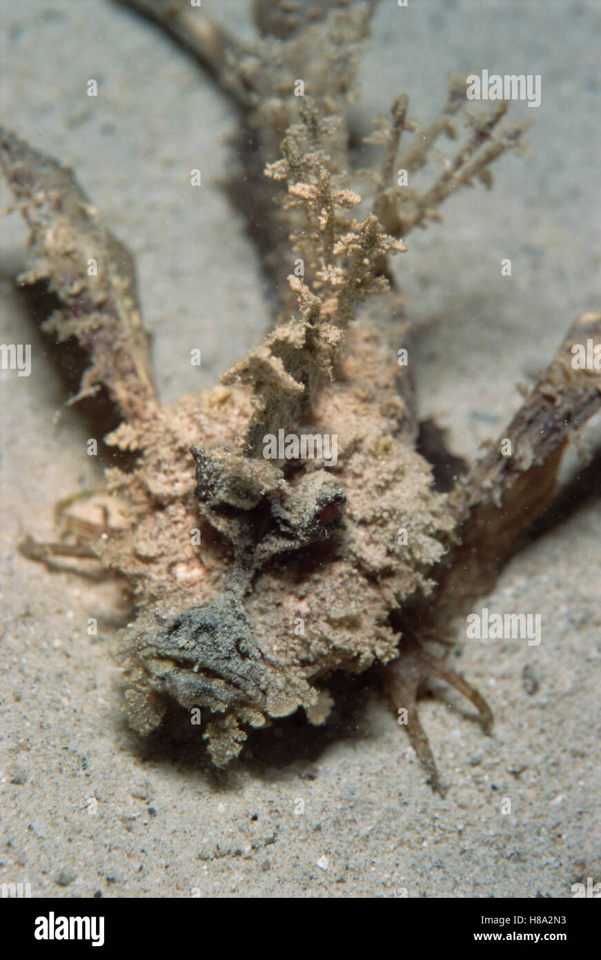Two-stick Stingfish (Inimicus filamentosus) extremely venomous, usually ...